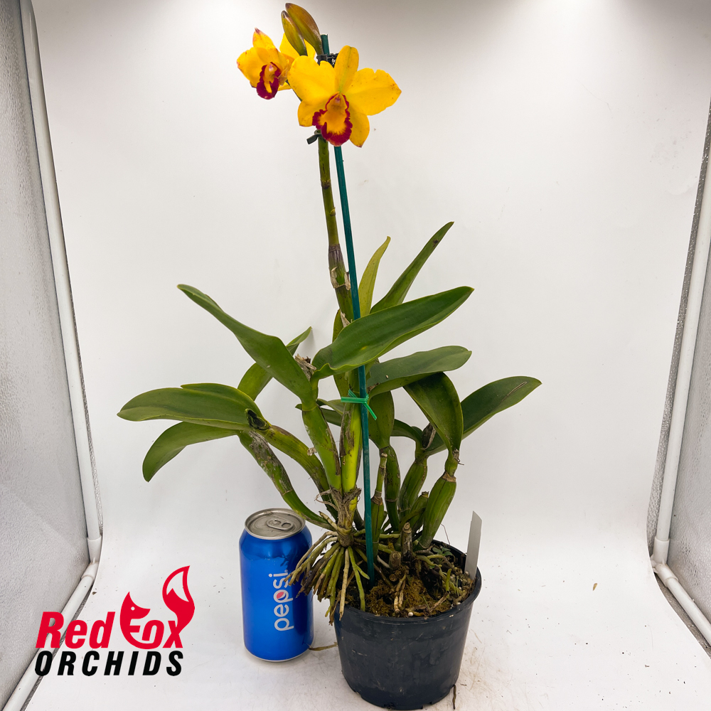 Sophrolaeliocattleya (Jungle Beau (4n) X Lc. Susan Holcombe) X Lc ...