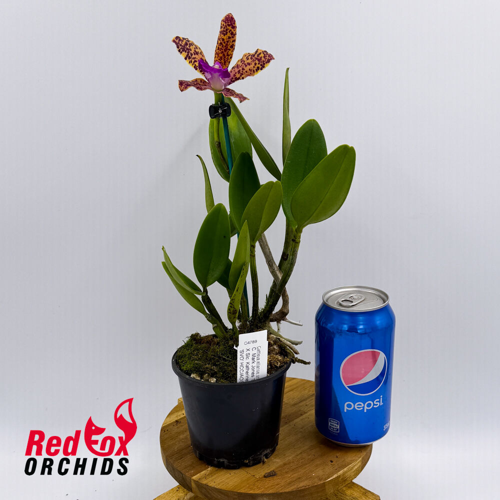 Cattleya Mark Jones 'SVO' HCC/AOS X Slc. Katherine Clarkson 'SVO' HCC/AOS