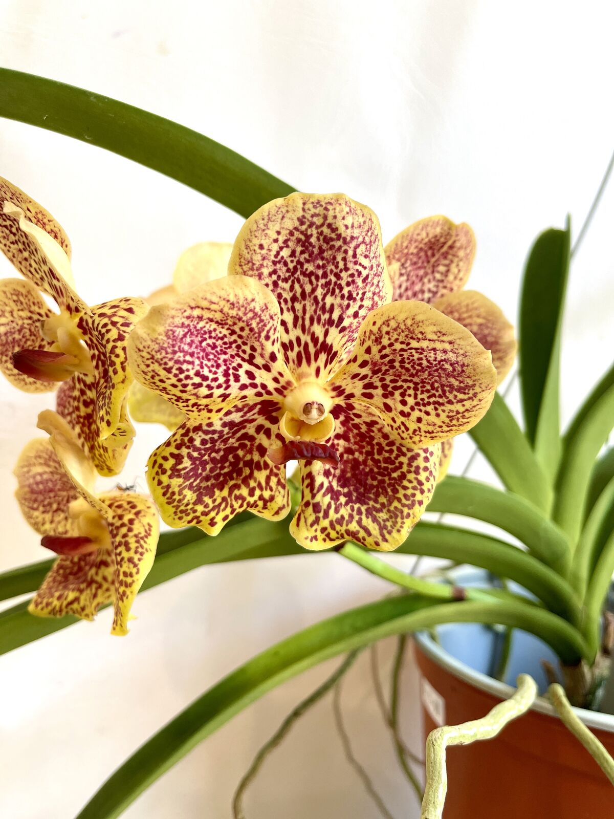 Vanda Guo Chia Long