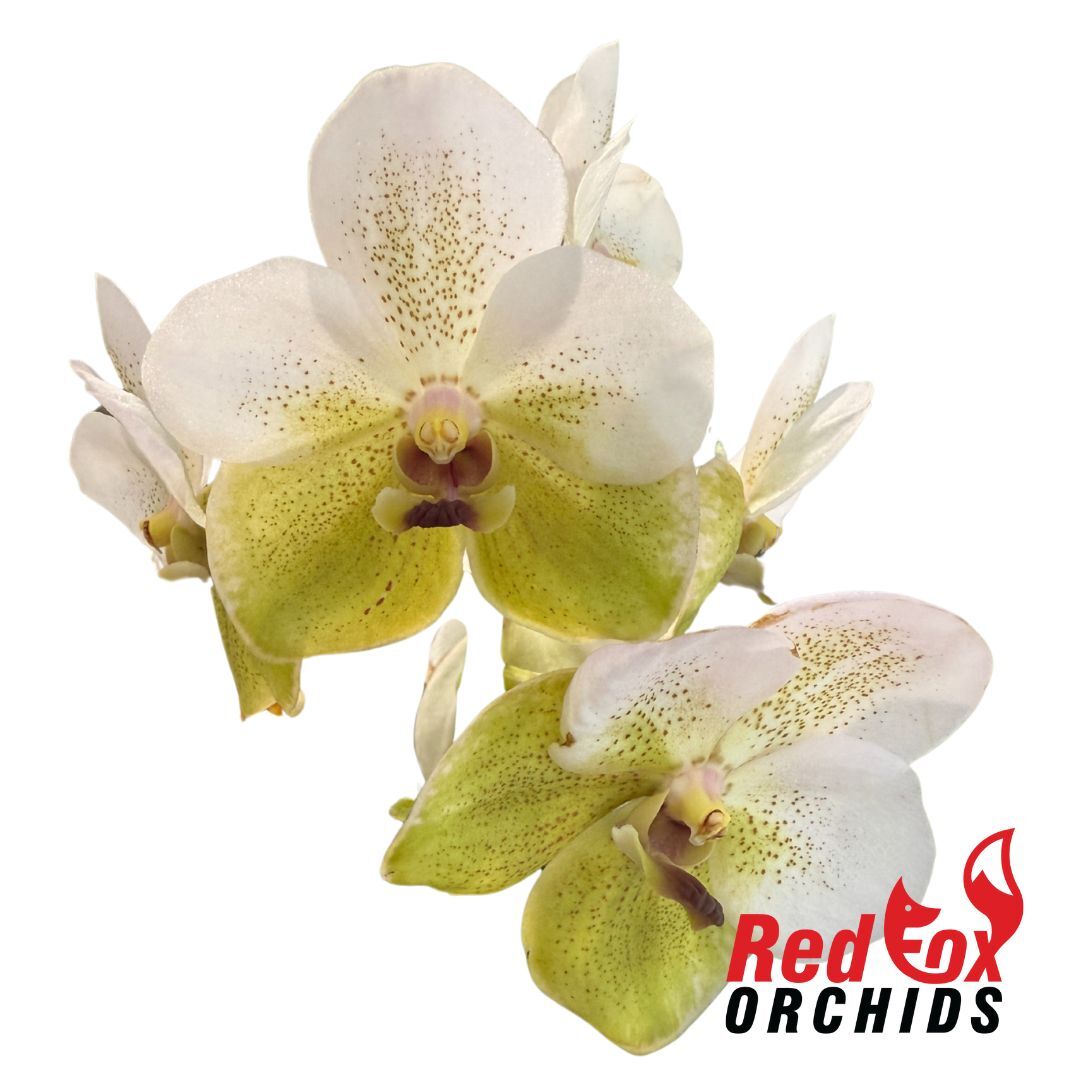 Vanda Charles Goodfellow X V. Kultana Gold