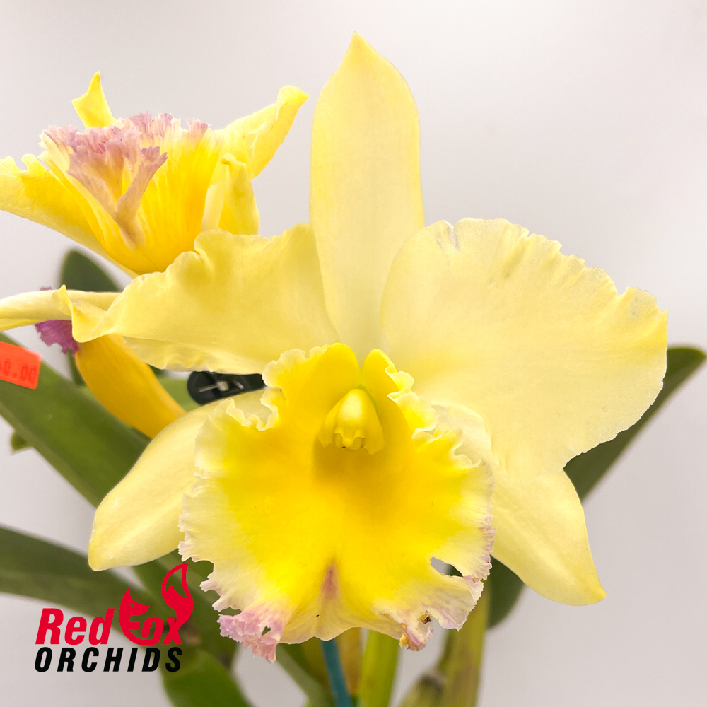 Potinara Burdekin Starbright 'Burdekin' x Blc. California Girl