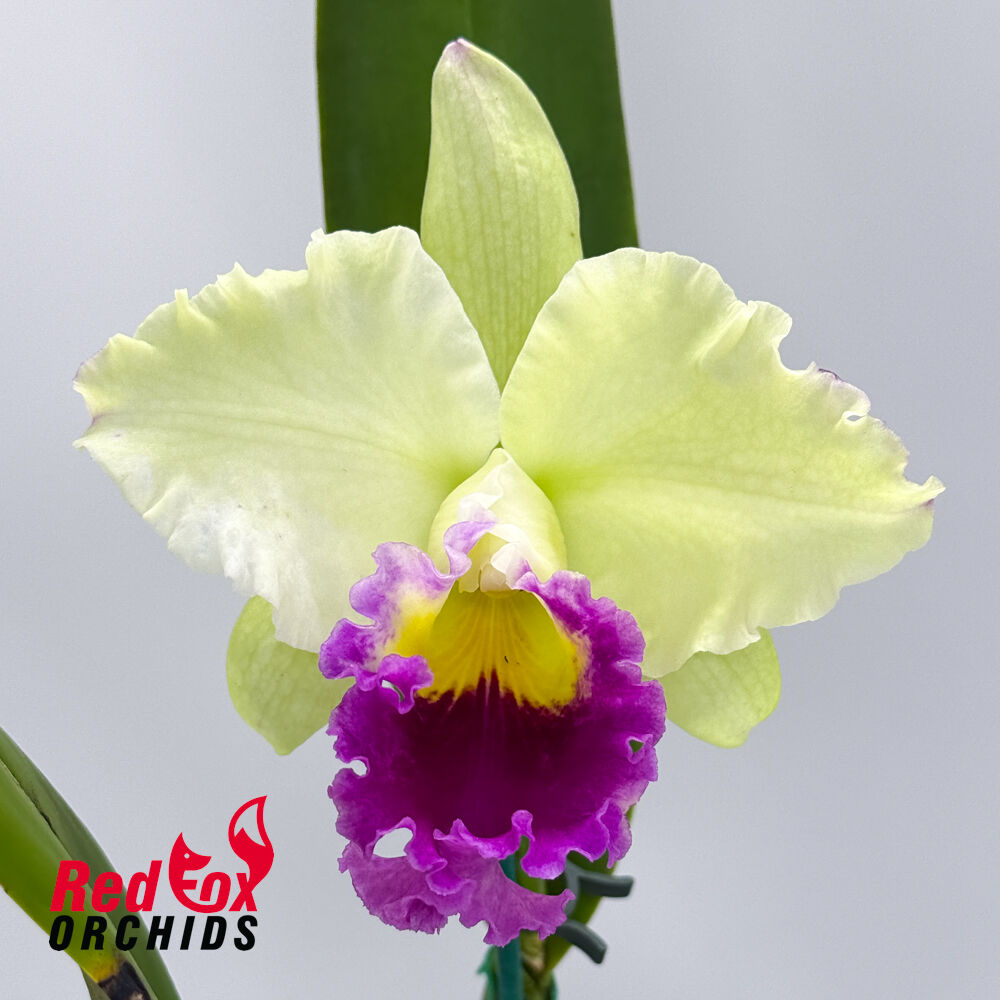 Laeliocattleya Stephen Oliver Fouraker X Blc. Glenn Maidment