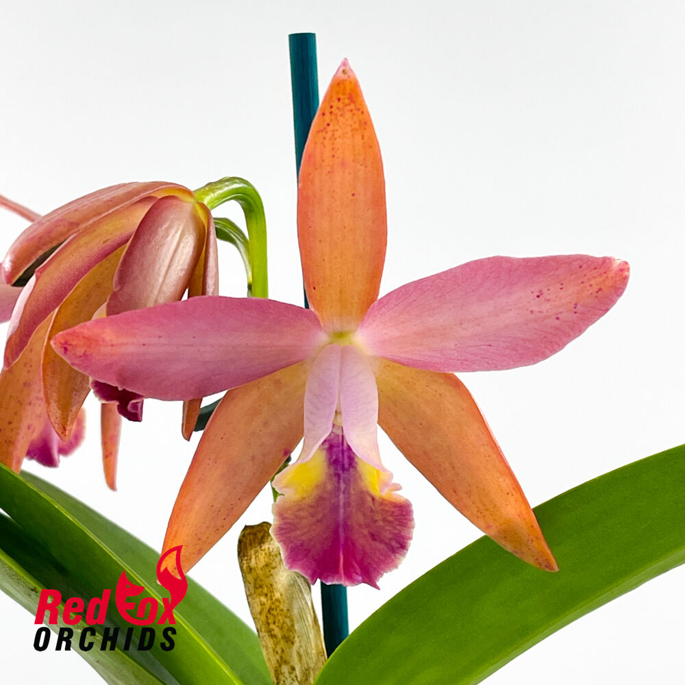 Cahuzacara Idyll X Ctt. Deception Drop (4n) 'Red Topaz'