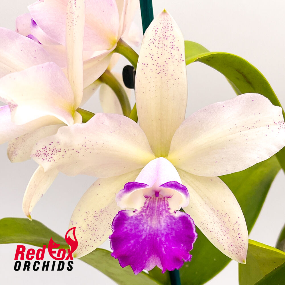 Cattleya intermedia X Lc. Susan Holcombe