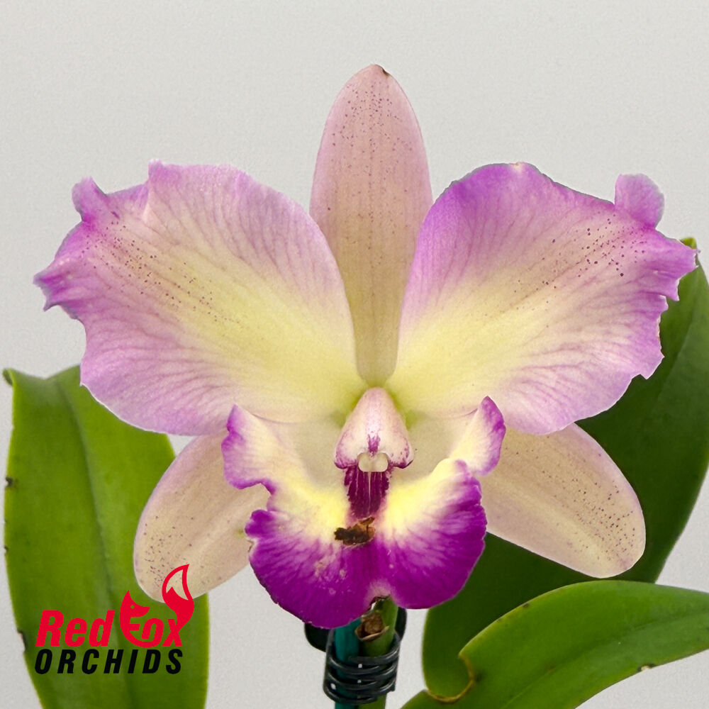Laeliocattleya Susan Holcombe X C. intermedia vinicolor aquinii