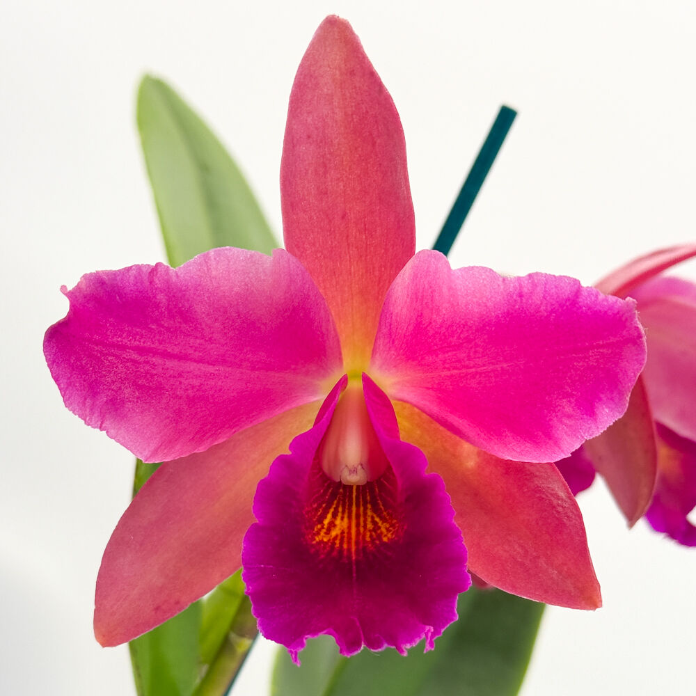 Potinara Deception Redgum X Lc. Susan Holcombe