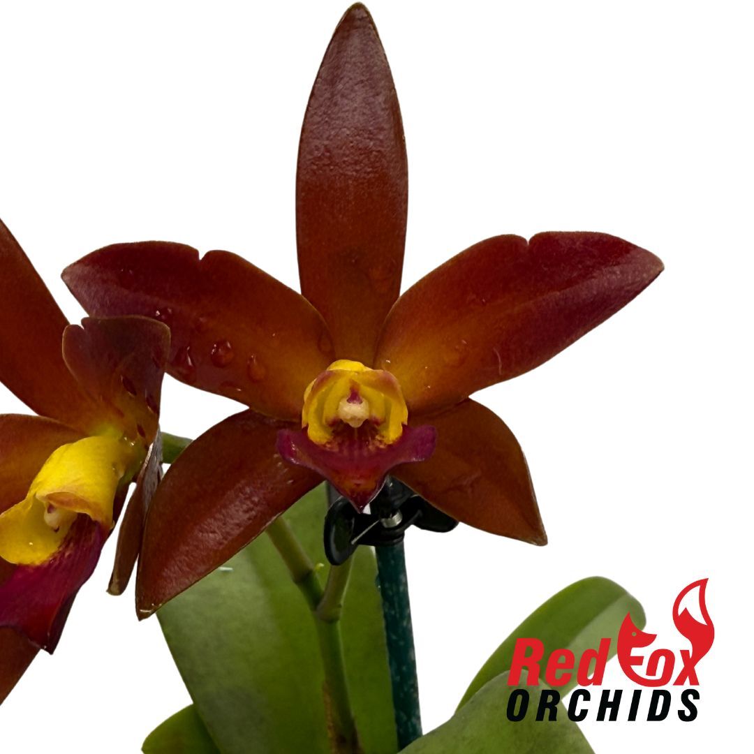 Laeliocattleya Susan Holcombe 'Jaffa' X C. Chocolate Drop 'Garcia'