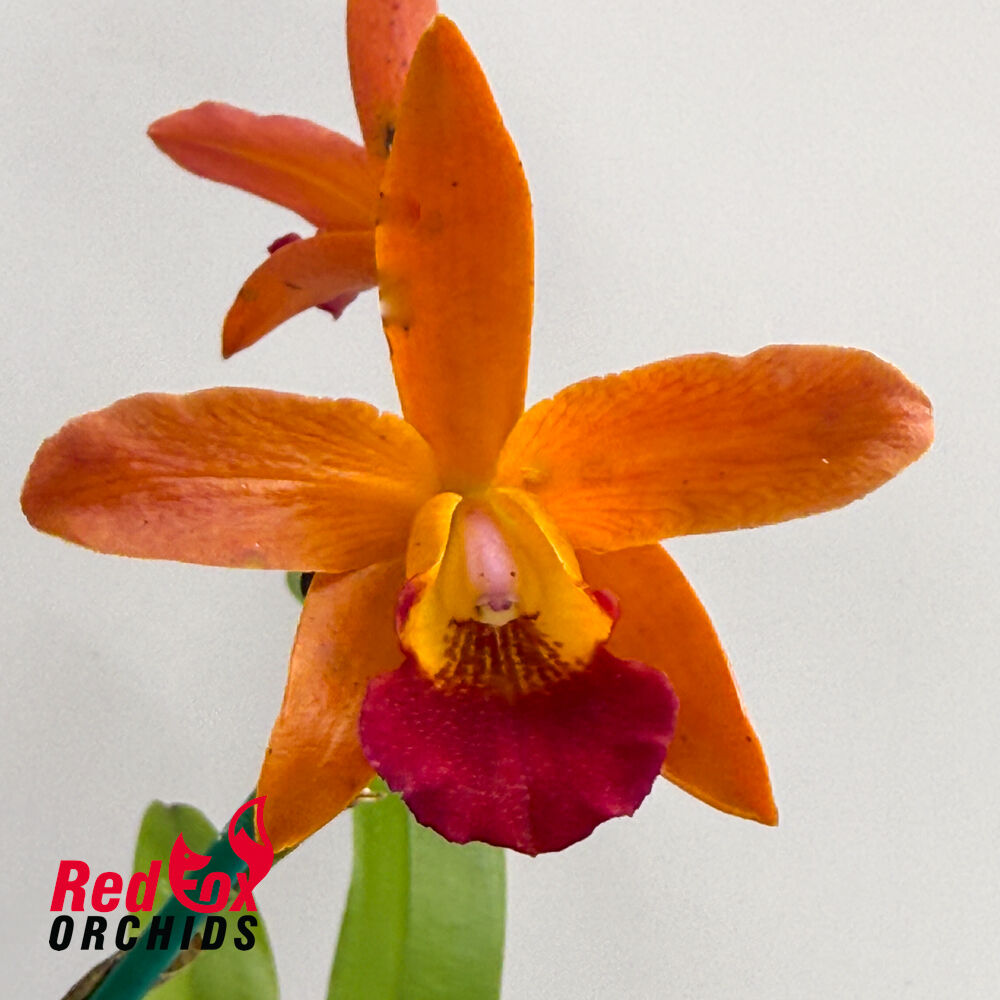 Laeliocattleya Susan Holcombe 'Jaffa' X C. Chocolate Drop 'Garcia'