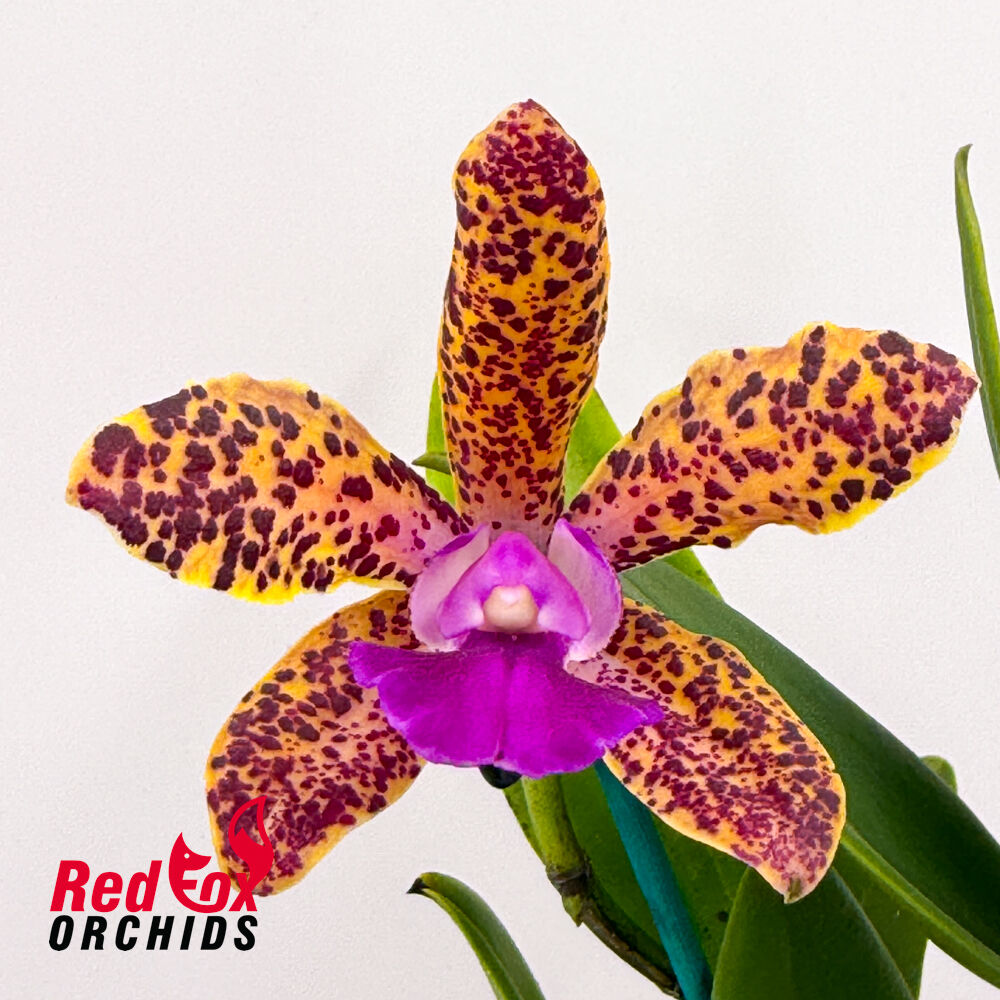 Cattleya Mark Jones 'SVO' HCC/AOS X Slc. Katherine Clarkson 'SVO' HCC/AOS
