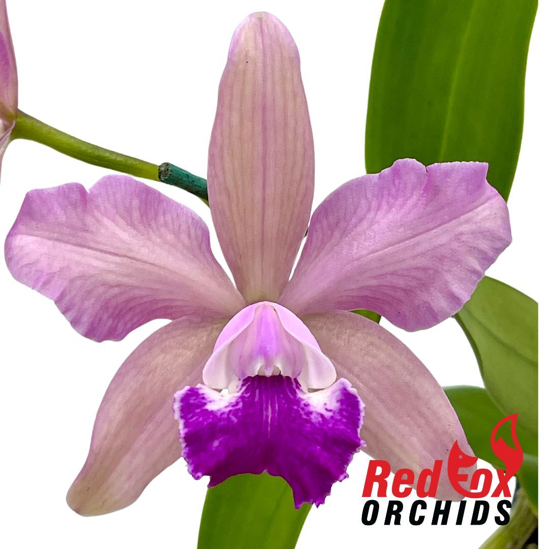 Rhyncholaeliocattleya Topaz Sublime X Slc. Elisabeth Calov