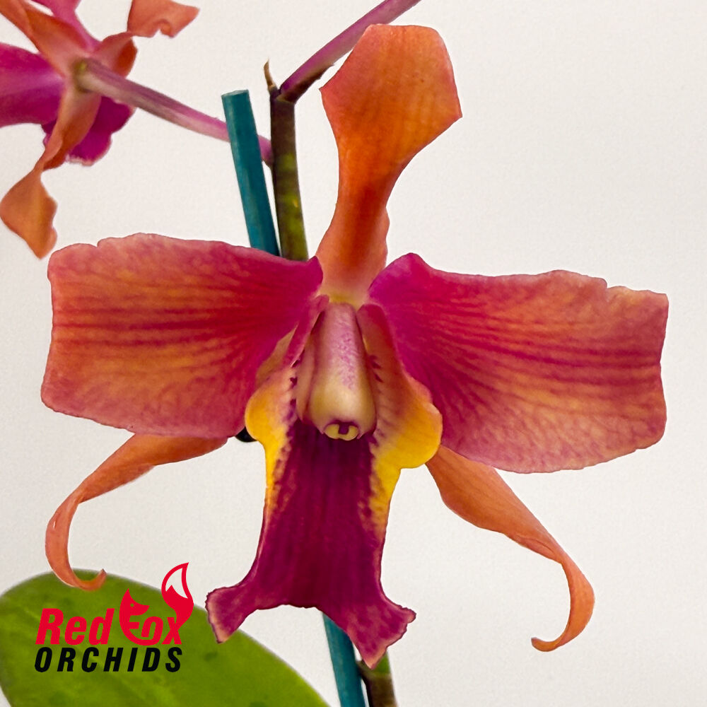 Laelia (Schom.) undulata (No. 3 Kuranda) X Rth. Qing Ming Beauty