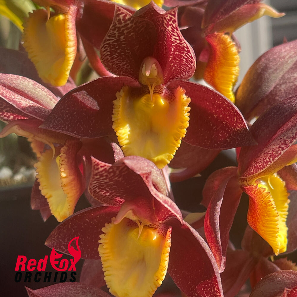 Catasetum Ryan Harrington