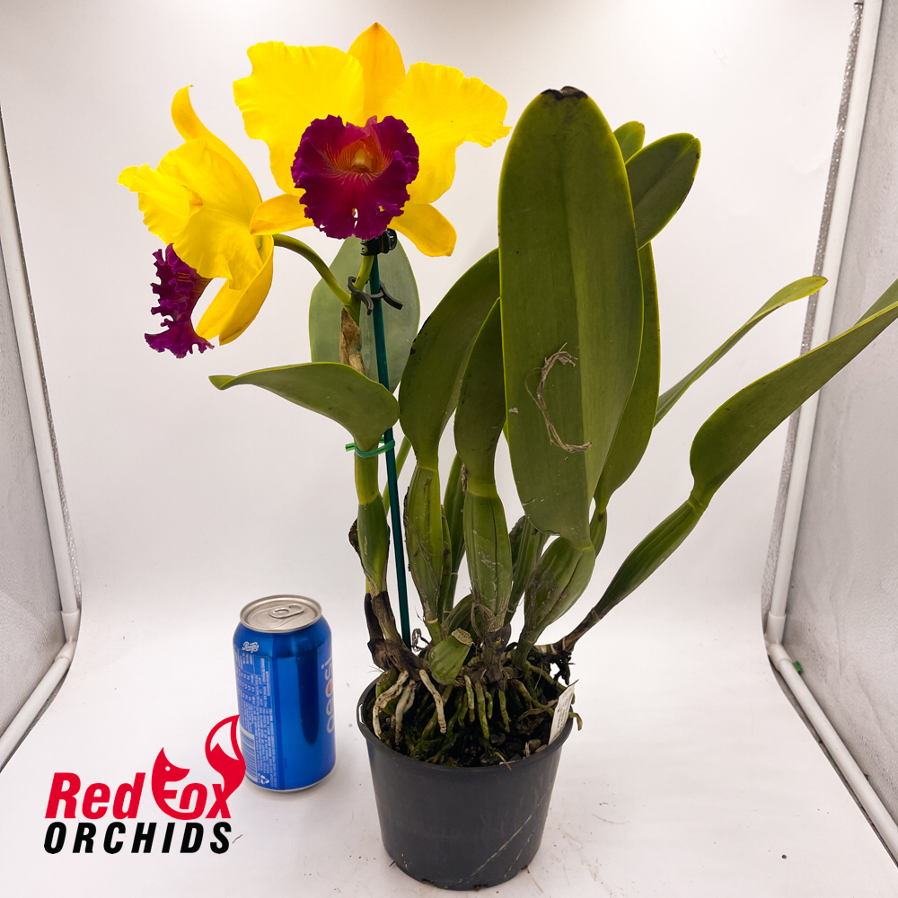 Rhyncholaeliocattleya Alma Kee `Tip Malee´