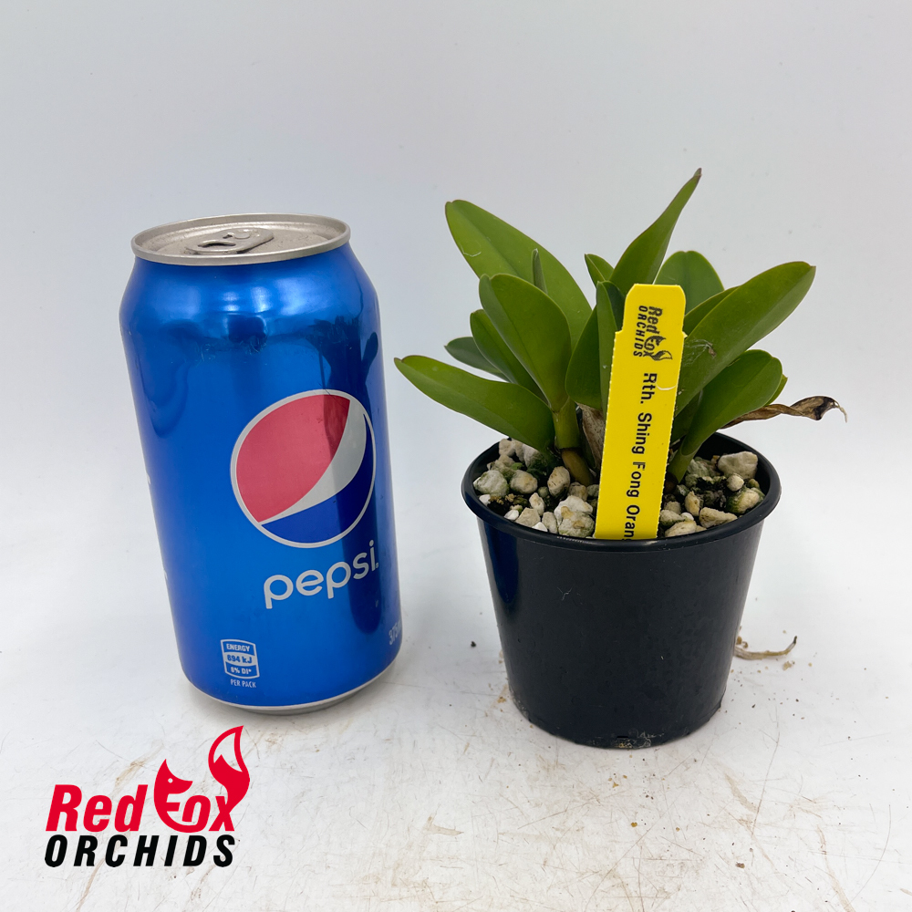 Rhyncattleanthe Shinfong Orange