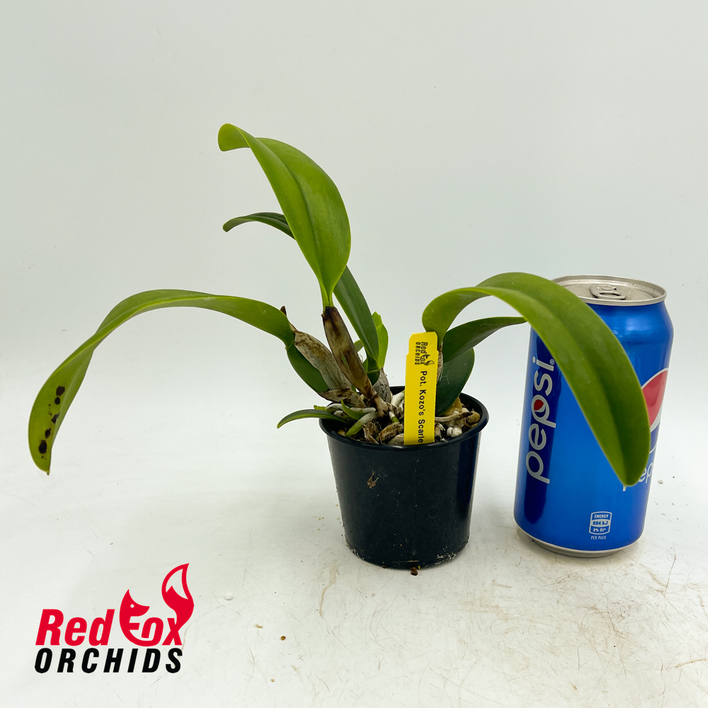 Potinara Kozo's Scarlet 'Vieni'