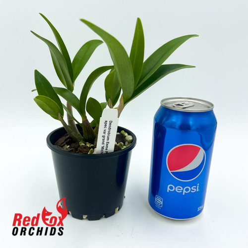 Dendrobium Red Bull 'LD'