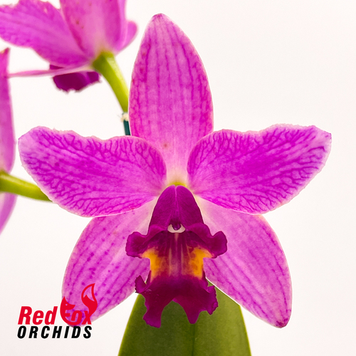 Potinara Little Magician 'Gold & Red' x Laeliocattleya Topaz Acclaim 'BFTD'