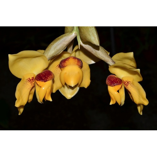 Stanhopea