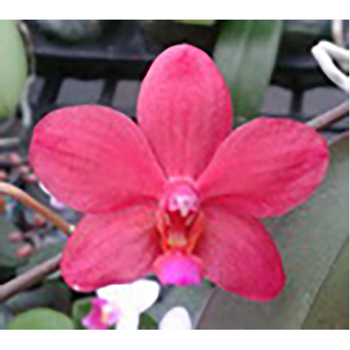 Orchids Phalaenopsis